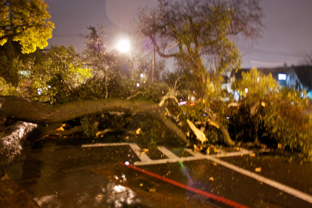 Oak Tree at Chapter House Falls Into Street | Delta Xi of Phi Gamma Delta